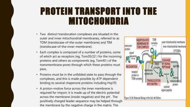 Protein targeting or translocation of proteins | PPTX