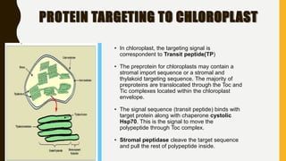 Protein targeting or translocation of proteins | PPTX