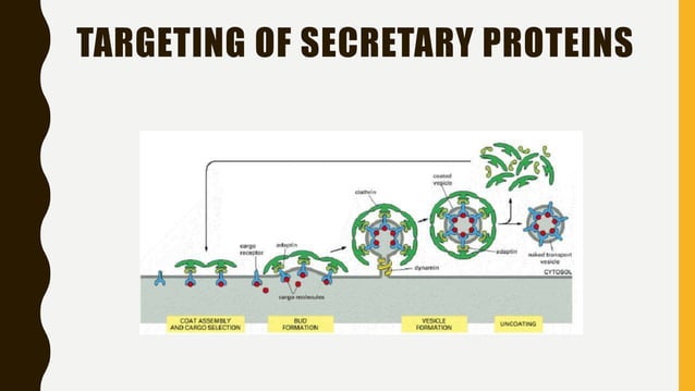 Protein targeting or translocation of proteins | PPTX