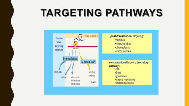 Protein targeting or translocation of proteins | PPTX