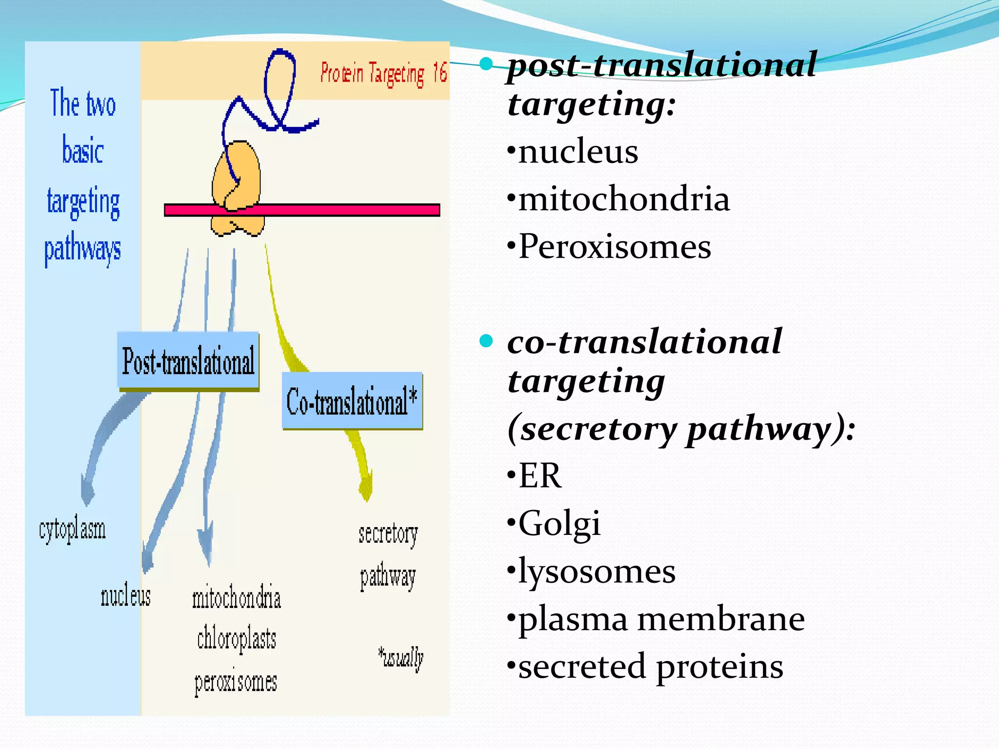Protein targeting.pptx