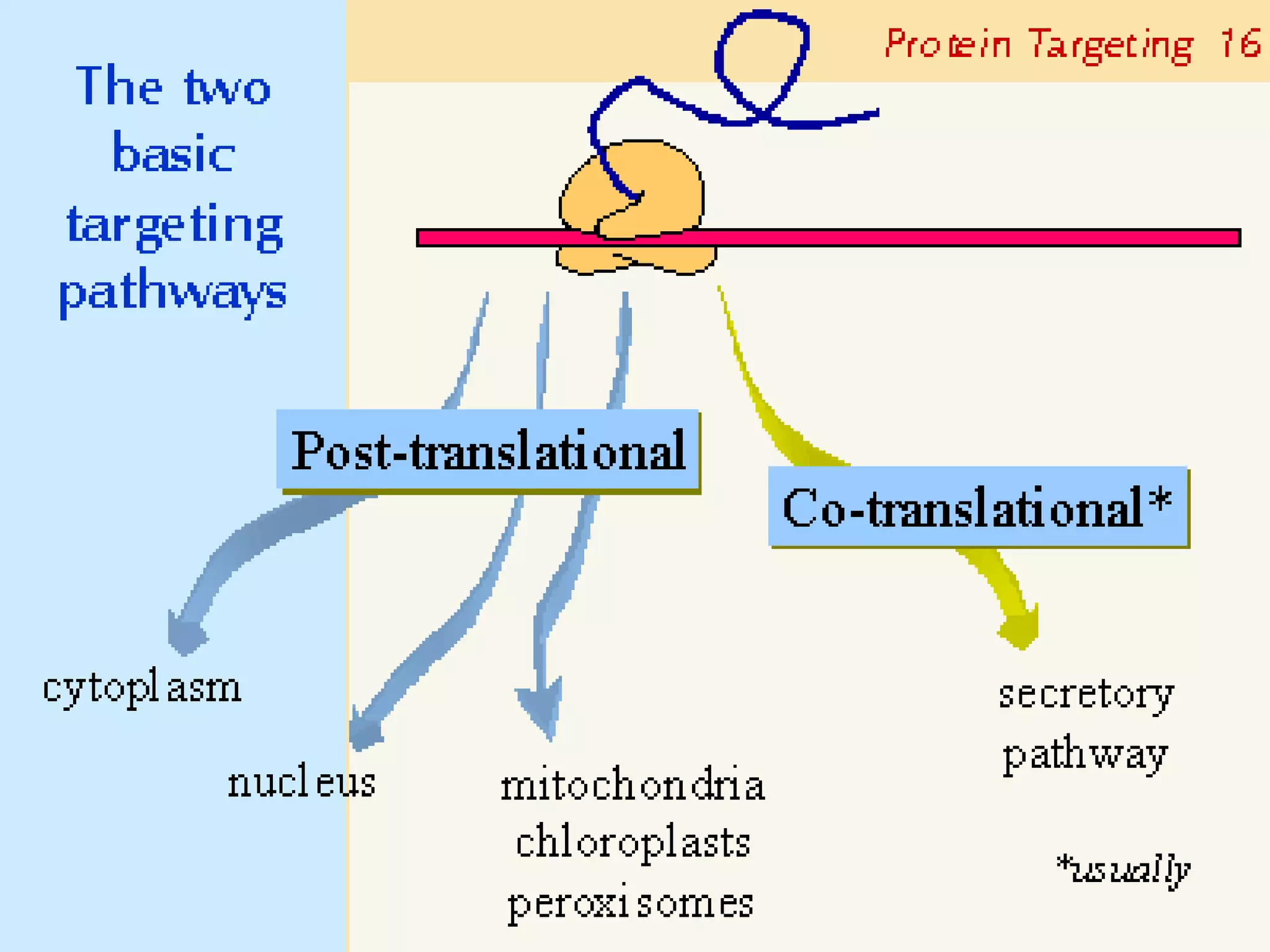 Protein targeting ajay | PPTX