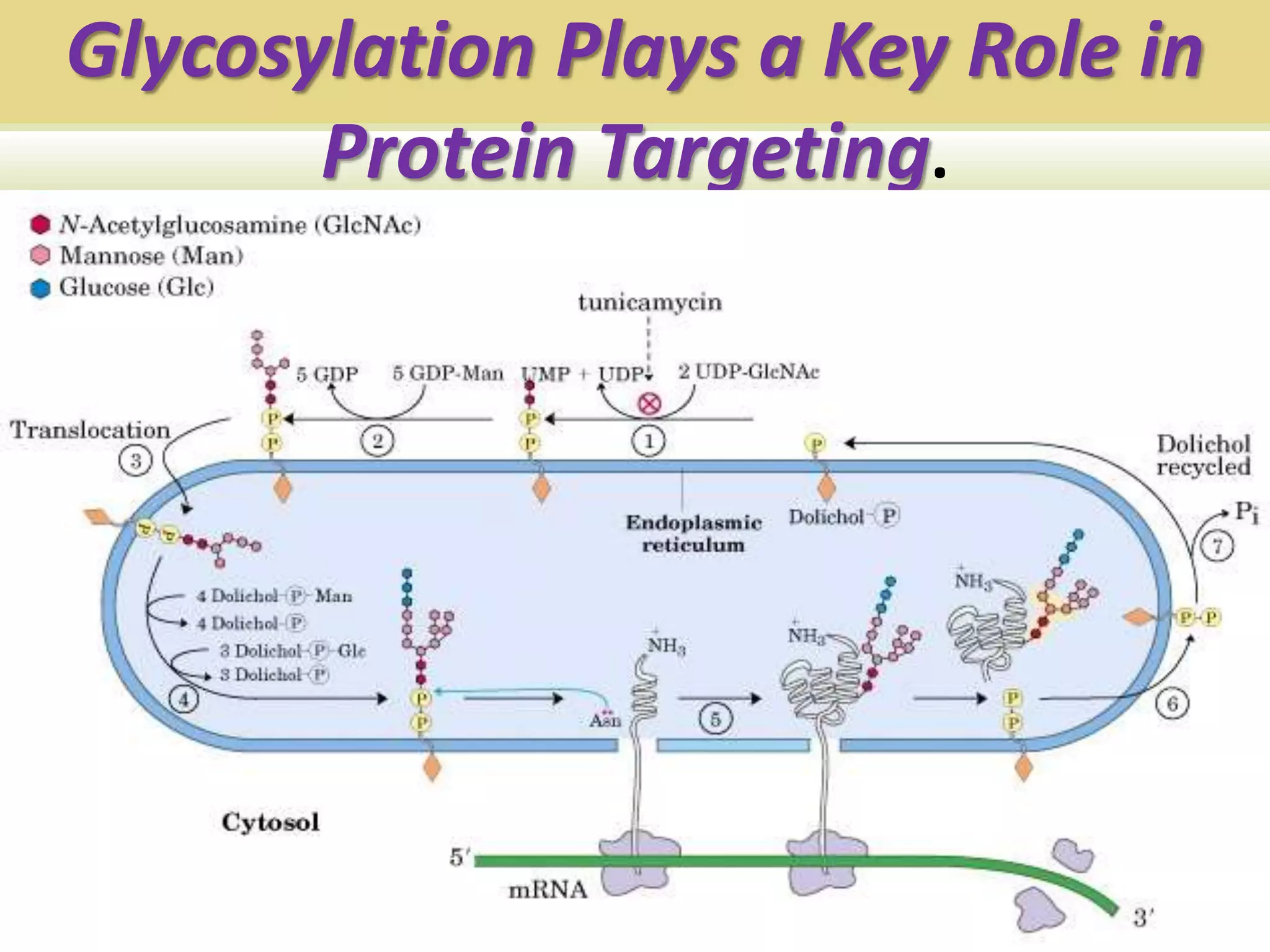 Protein targeting ajay | PPTX