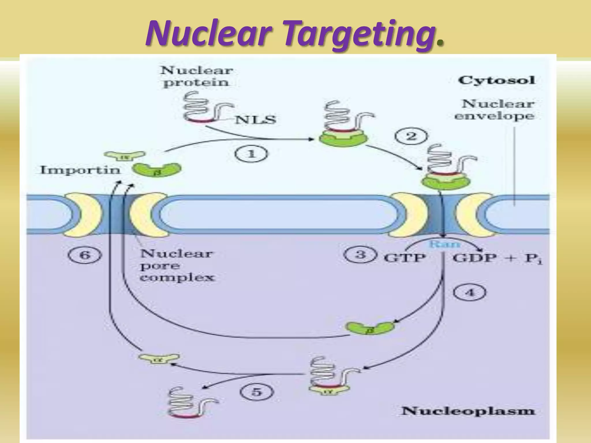 Protein targeting ajay | PPTX