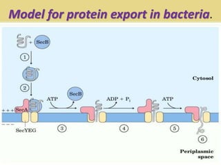 Protein targeting ajay | PPTX