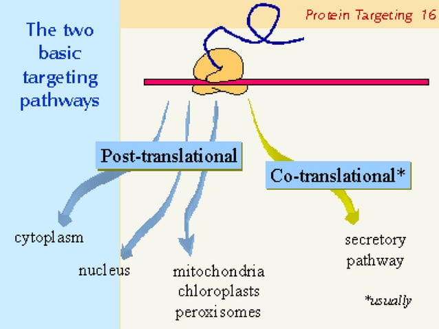 Protein targeting ajay | PPTX