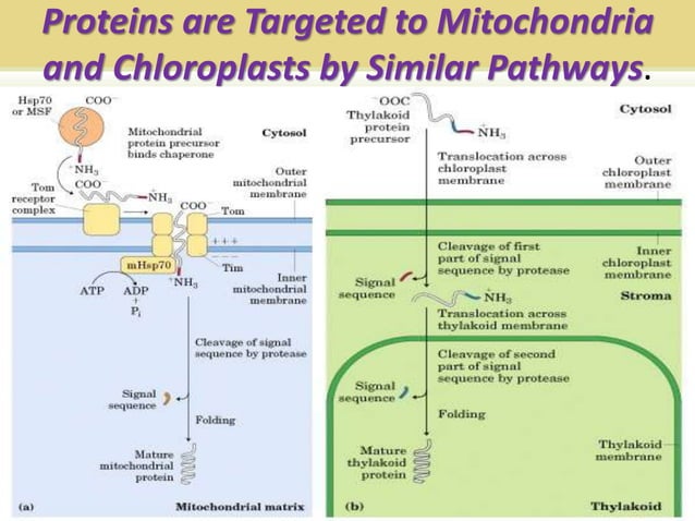 Protein targeting ajay | PPTX