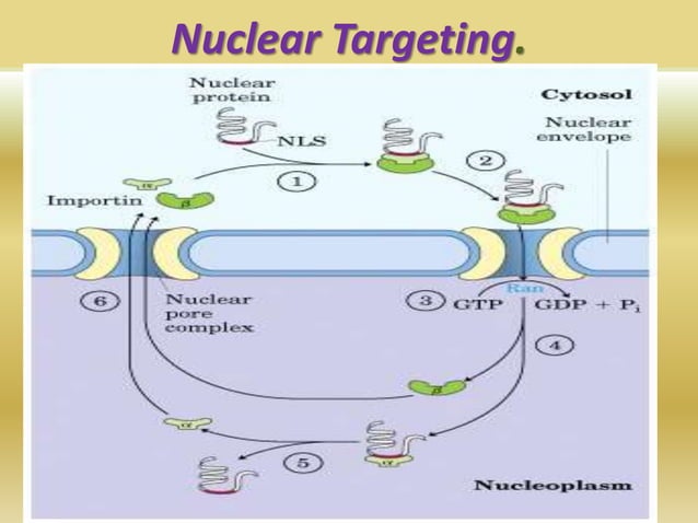 Protein targeting ajay | PPTX