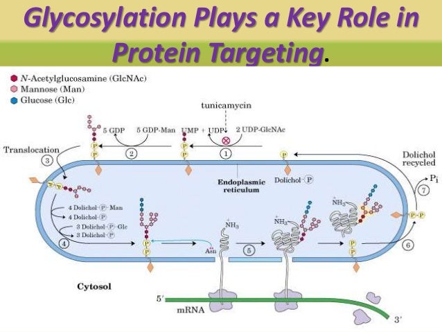 Protein targeting ajay