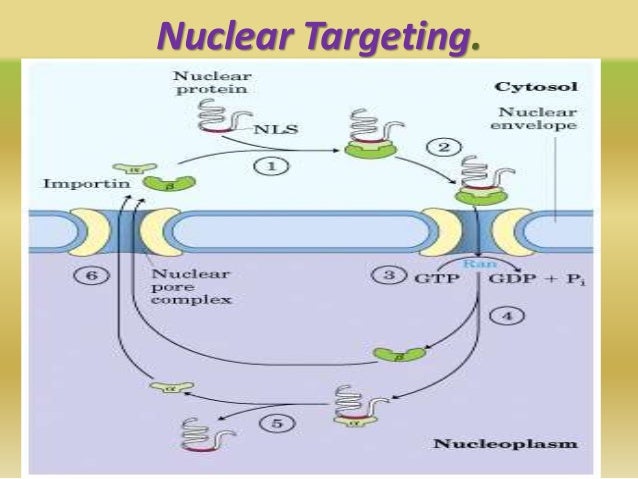 Protein targeting ajay