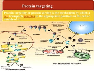 Protein targetting | PPTX