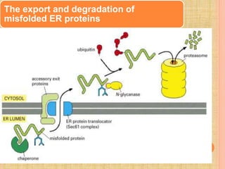 Protein targetting | PPTX