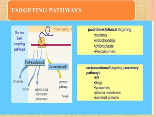 Protein targetting | PPTX