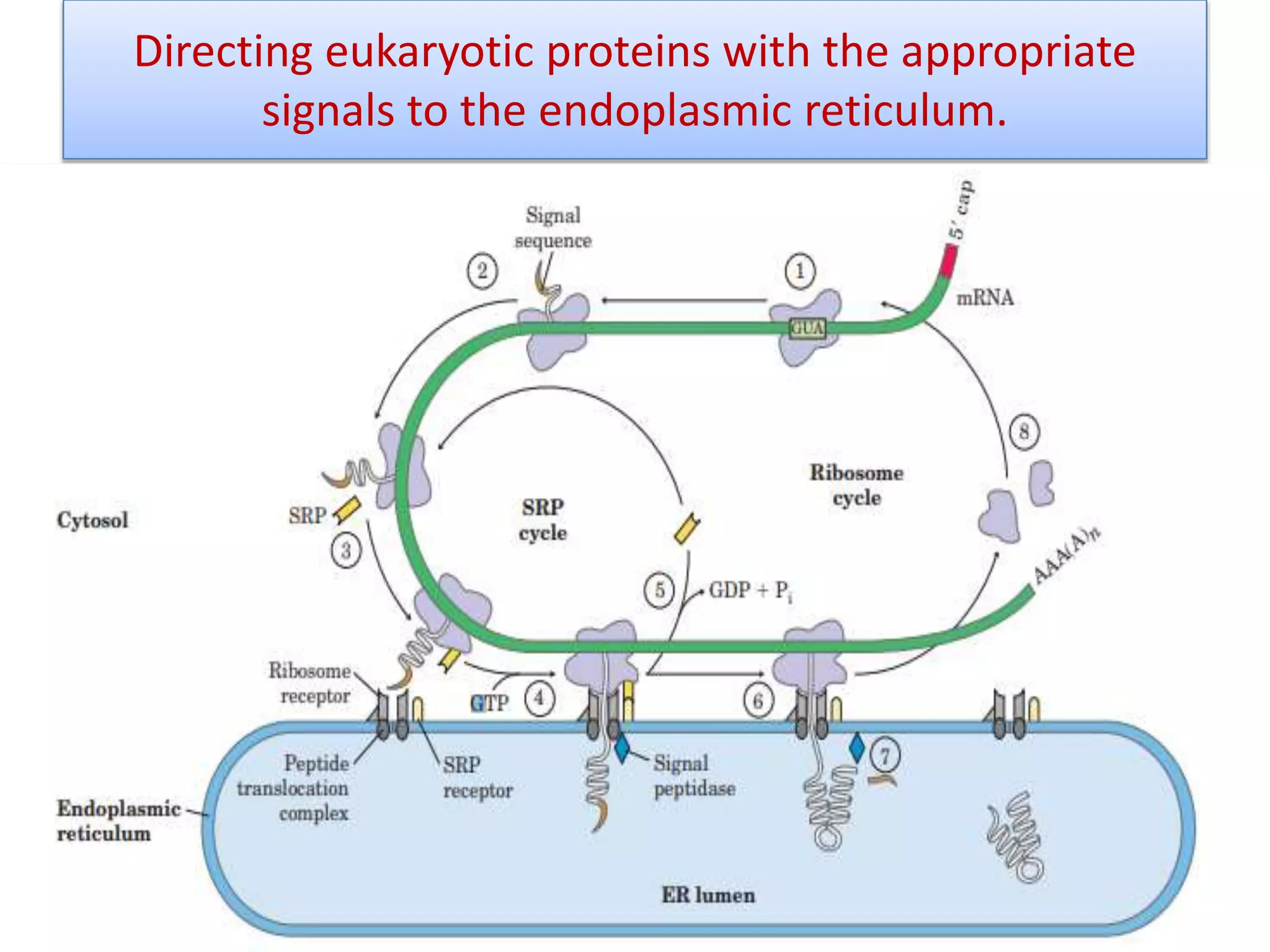 Protein targetting ppt (1) (1) | PPTX