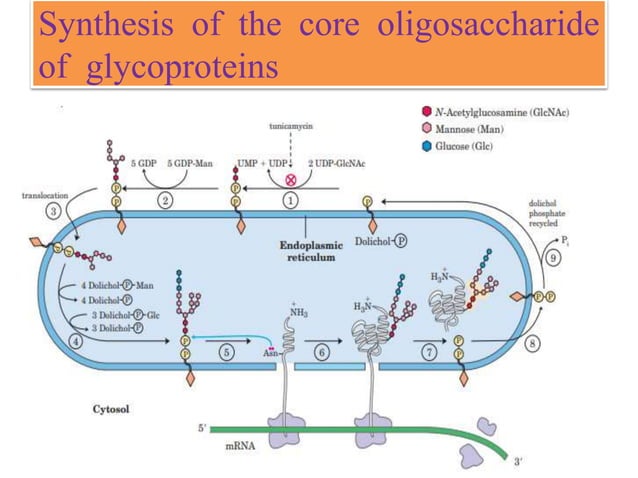 Protein targetting ppt (1) (1) | PPTX