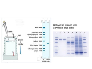 PROTEIN TECHNIQUES LECTURE AND PURIFICATION2(3).ppt