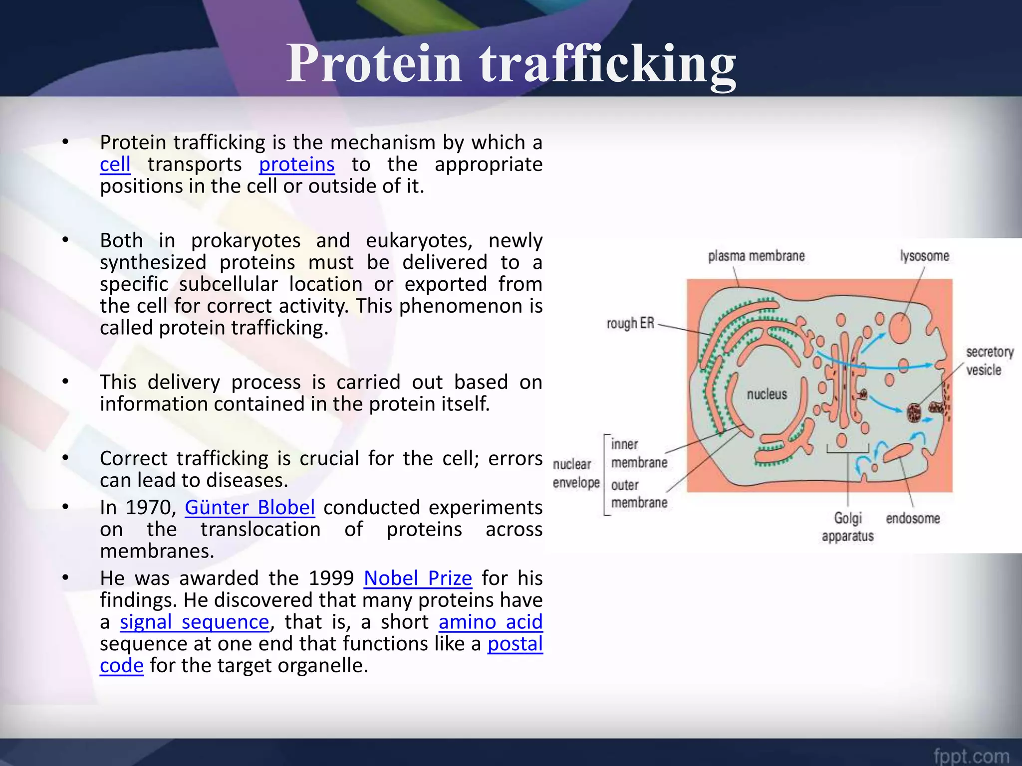 Protein trafficking in lysosomes | PPTX