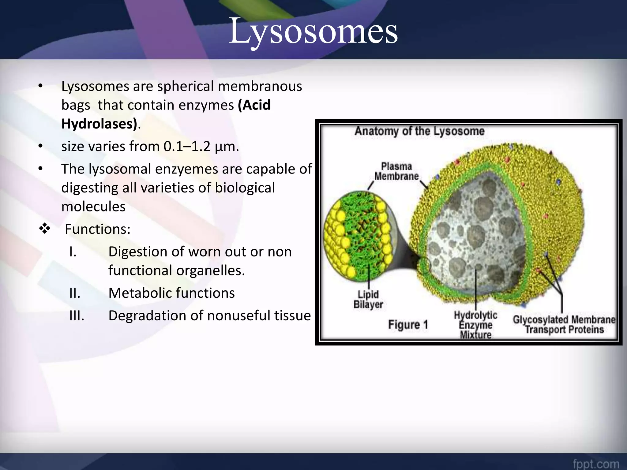 Protein trafficking in lysosomes | PPTX