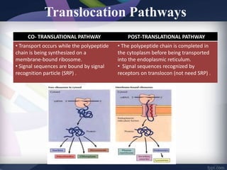 Protein trafficking in lysosomes | PPTX
