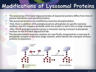 Protein trafficking in lysosomes | PPTX