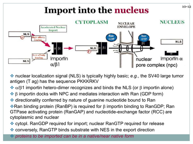 Protein transport, targeting and sorting | PPTX | Chemistry | Science