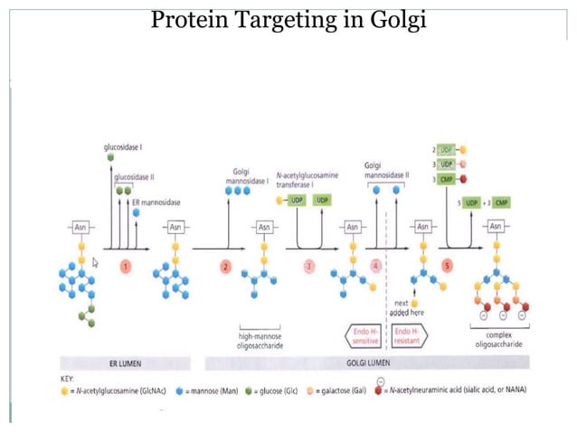 Protein transport, targeting and sorting | PPTX | Chemistry | Science
