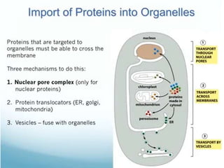 Protein transport, targeting and sorting | PPTX