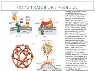 Protein transport, targeting and sorting | PPTX