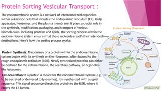 Introduction to Protein Transport to Lysosome | PPTX