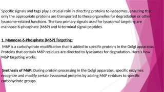 Introduction to Protein Transport to Lysosome | PPTX