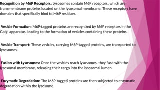 Introduction to Protein Transport to Lysosome | PPTX