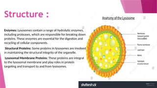 Introduction to Protein Transport to Lysosome | PPTX