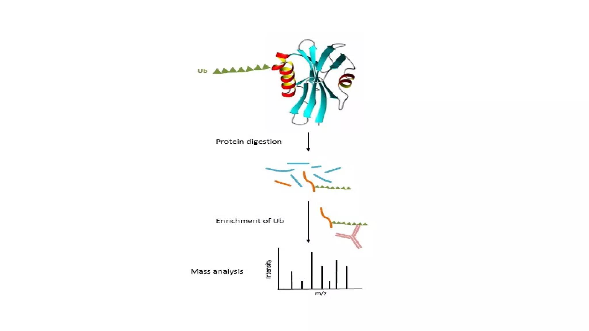 Protein ubiquitination | PPT