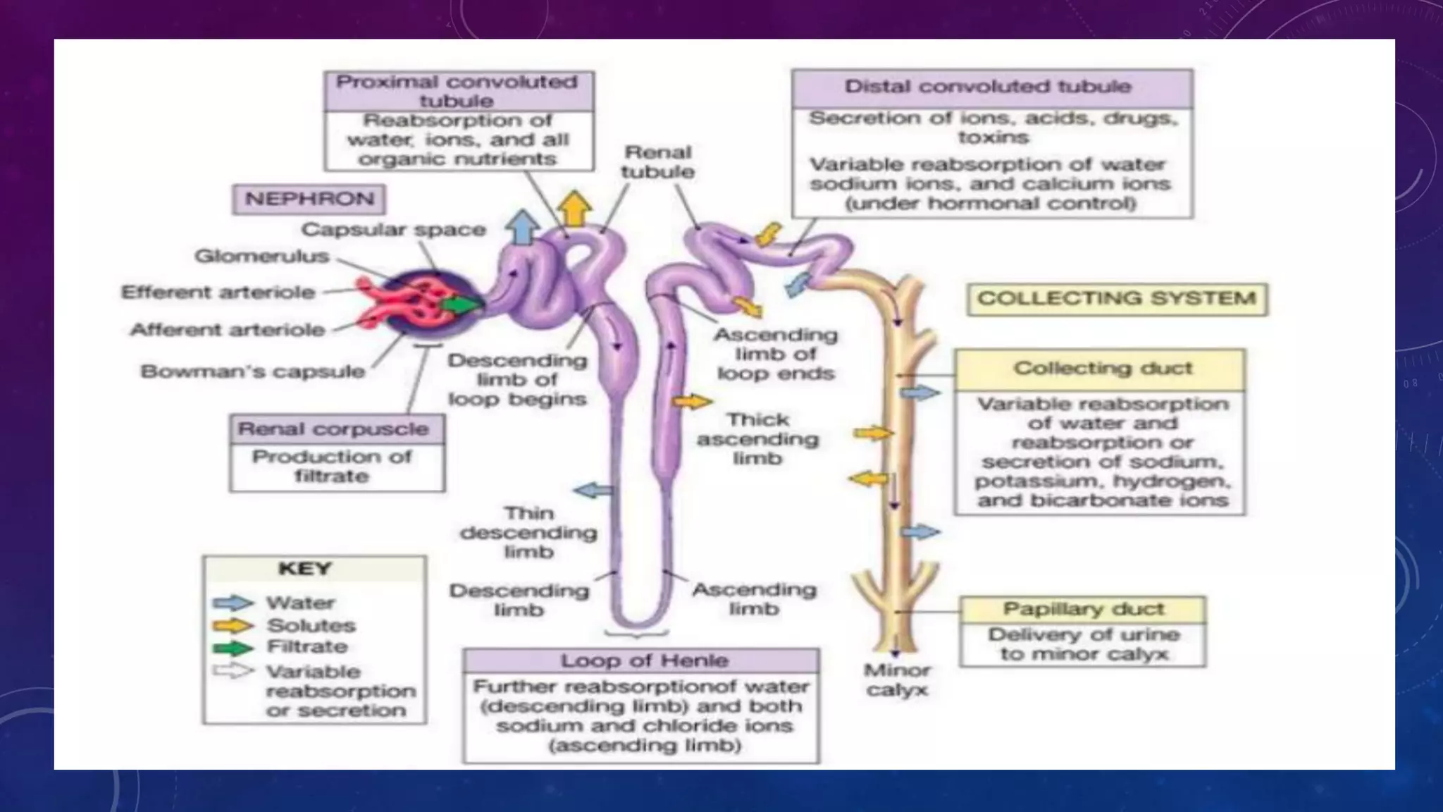 Proteinuria | PPTX
