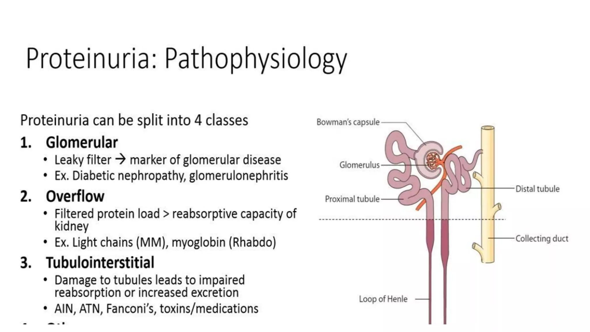 proteinuria approach Dr. Abdel Rahman Mansy.pdf