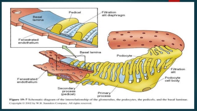 Podocito y Proteinuria