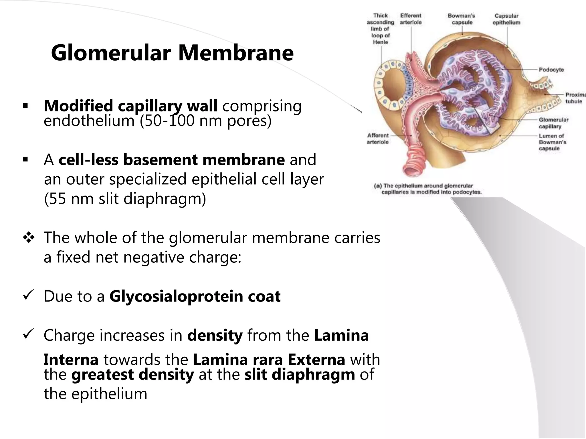 Proteinuria and paraproteinemias | PPTX
