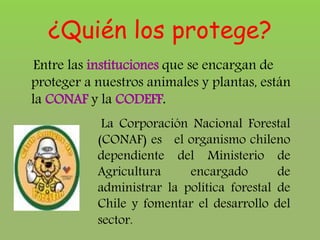 Protejamos a nuestros animales y plantas. | PPT