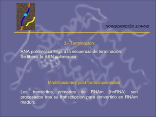 Proteínas: estructura, síntesis y procesamiento | PPT