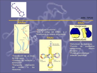 Proteínas: estructura, síntesis y procesamiento | PPT