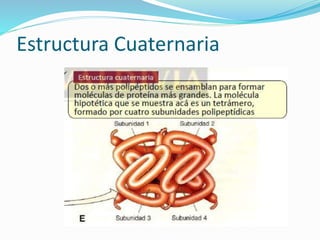 Proteínas, una macromolécula fundamental para los organismos | PPT