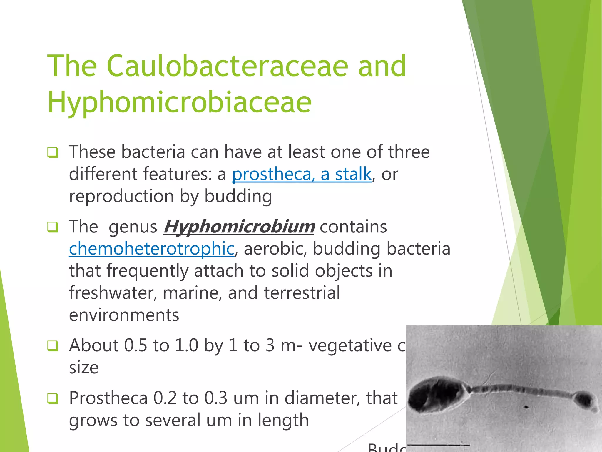 Proteobacteria | PPTX