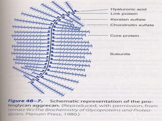 Proteoglycans | PPTX