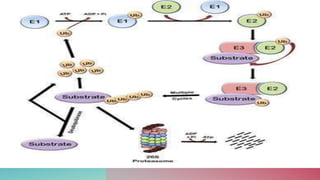 PROTEOLYSIS .pptx