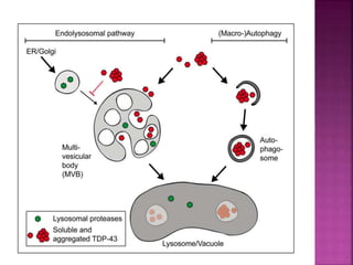 Proteolysis 1 | PPTX