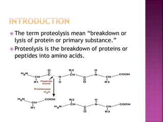 Proteolysis 1 | PPTX