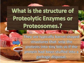 Proteolysis | PPTX