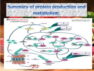 Proteolysis | PPTX