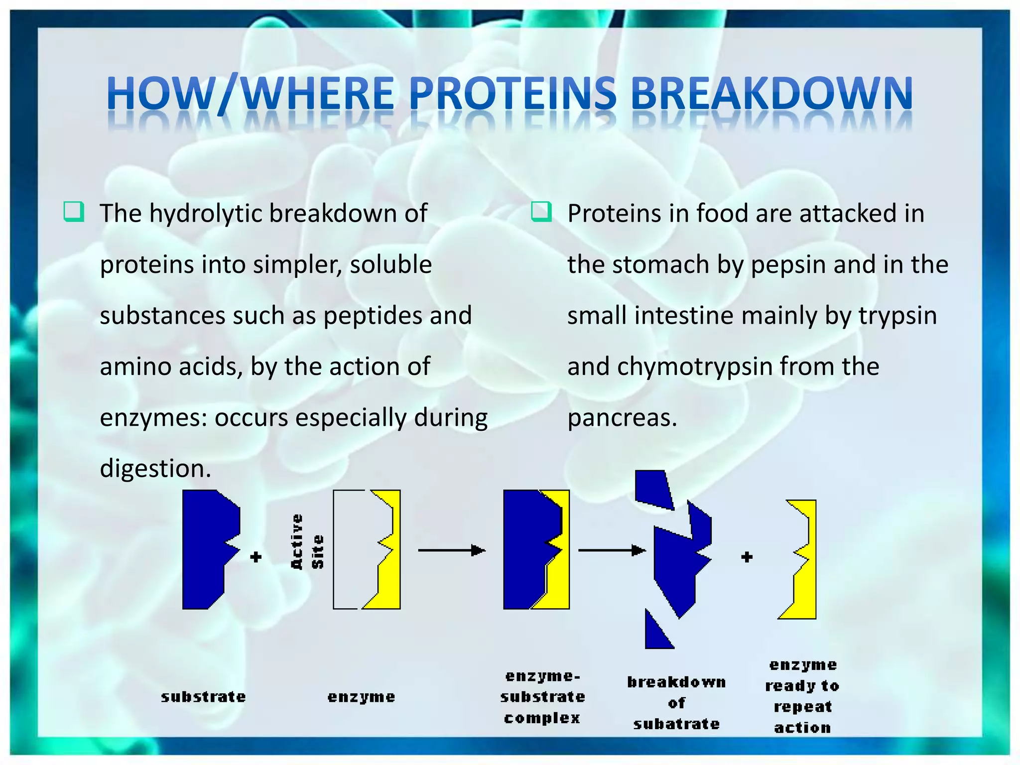 Proteolysis | PPTX