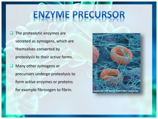 Proteolysis | PPTX